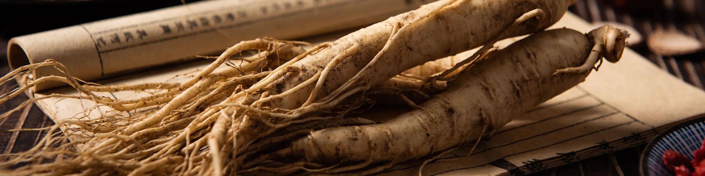 Roter Ginseng – Porträt & Wissenswertes | Terra Mundo